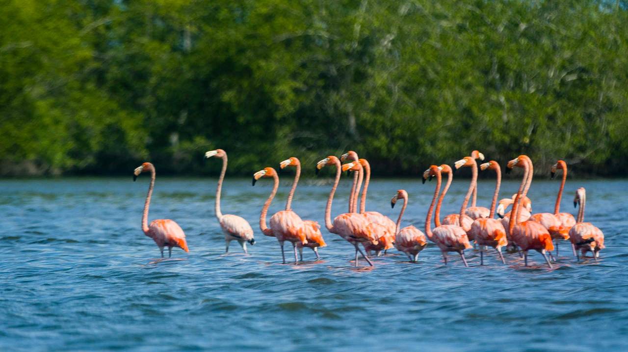 Ontdek Suriname: Paramaribo, jungle & Bigi Pan | Voja Travel